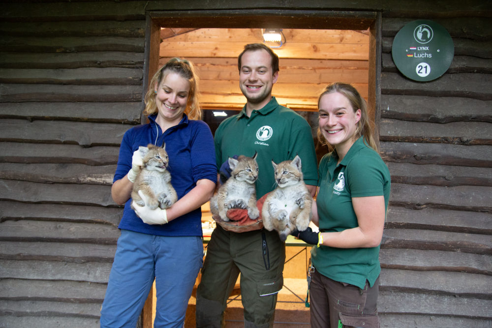 Drei neue Luchskinder in der Anholter Schweiz - Isselburg-Live