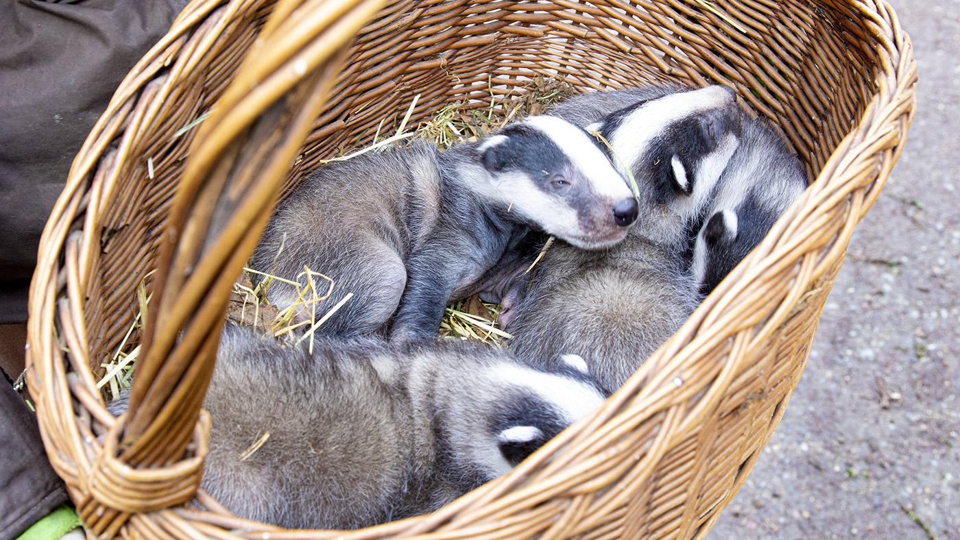 Vier neue Dachskinder in der Anholter Schweiz – alles Jungs - Isselburg ...